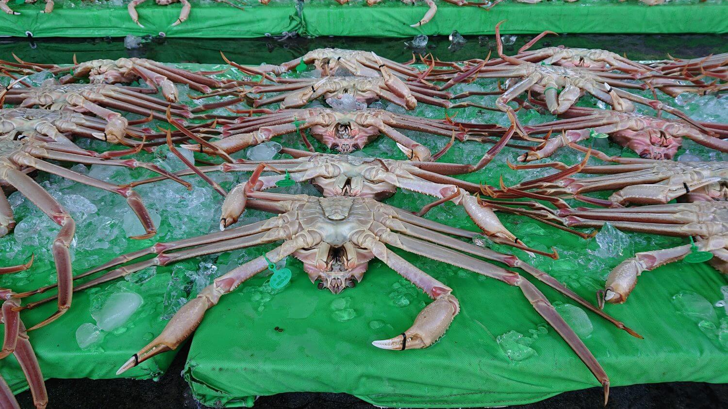 Snow Crab in Kyotango - The Phantom Crab - Visit Kyotango
