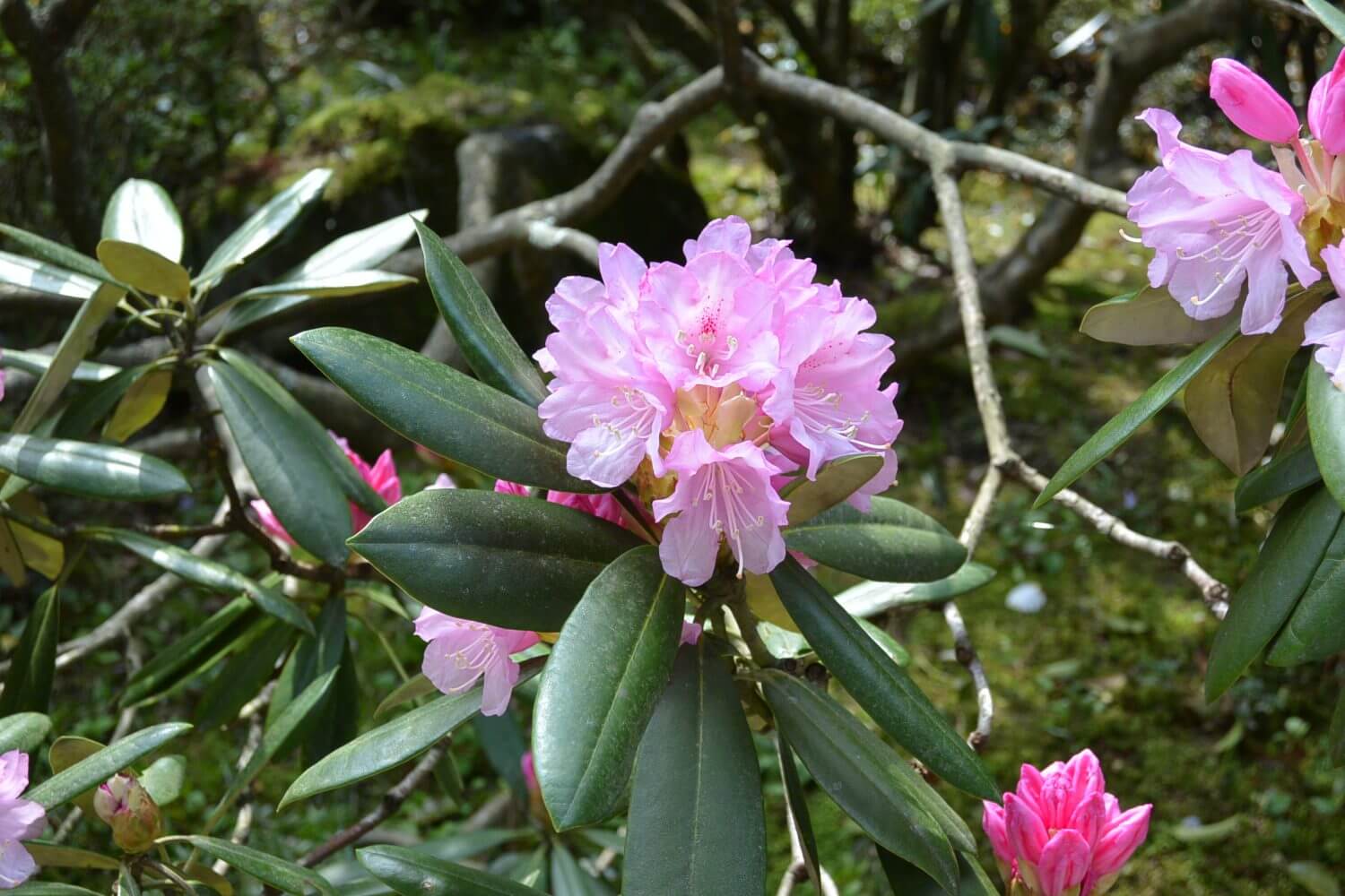Nyoi-ji Temple Spring Flower Walk - Visit Kyotango