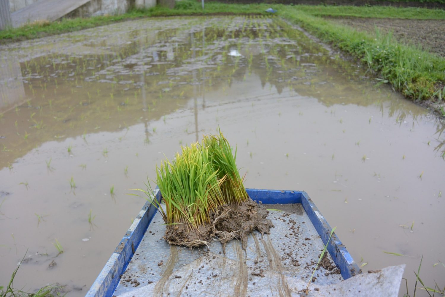 Rice Planting in Kyotango - Visit Kyotango