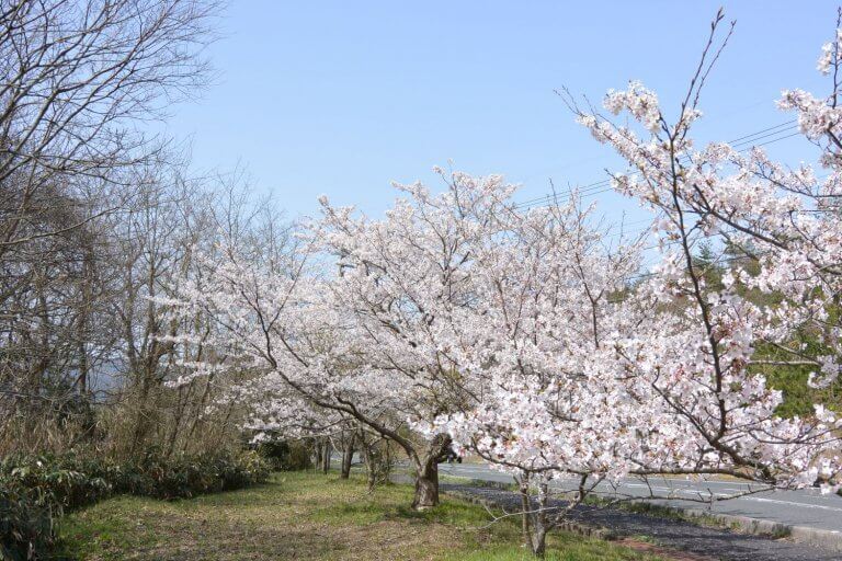 Cherry Blossom Viewing in Kyotango - Visit Kyotango