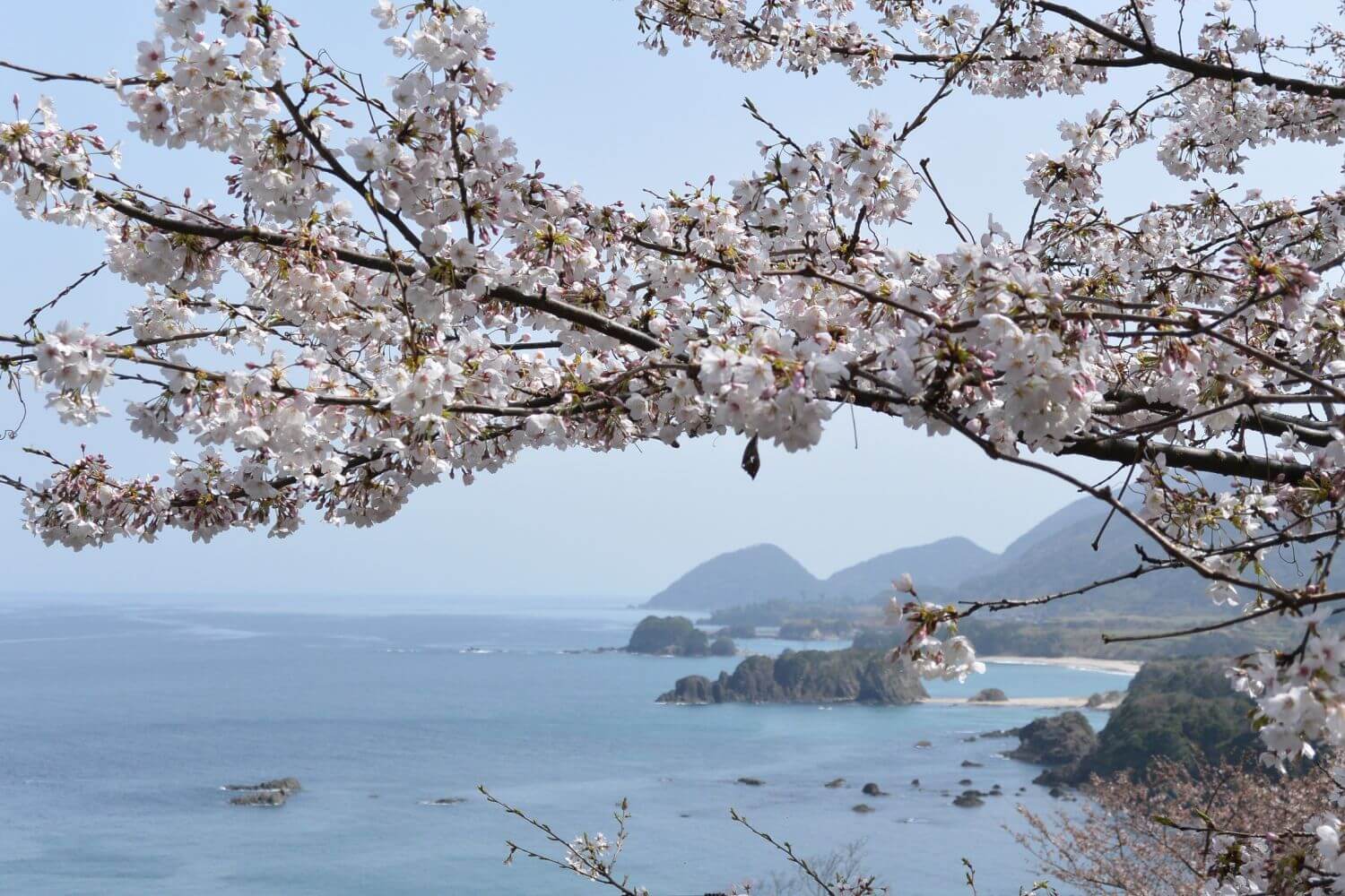 Cherry Blossoms 2022 - Kyotango - Visit Kyotango