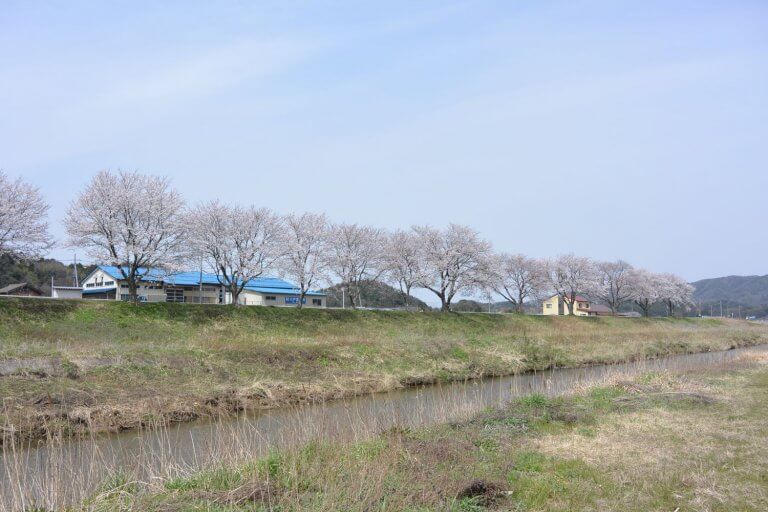 Cherry Blossom Viewing in Kyotango - Visit Kyotango