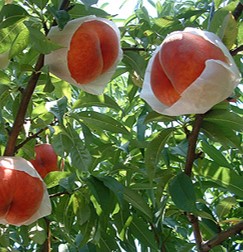 Peach Picking [Tango Kingdom Fruit Garden] - Visit Kyotango