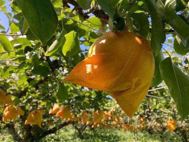 Pear Picking Tango Kingdom Fruit Garden - Visit Kyotango