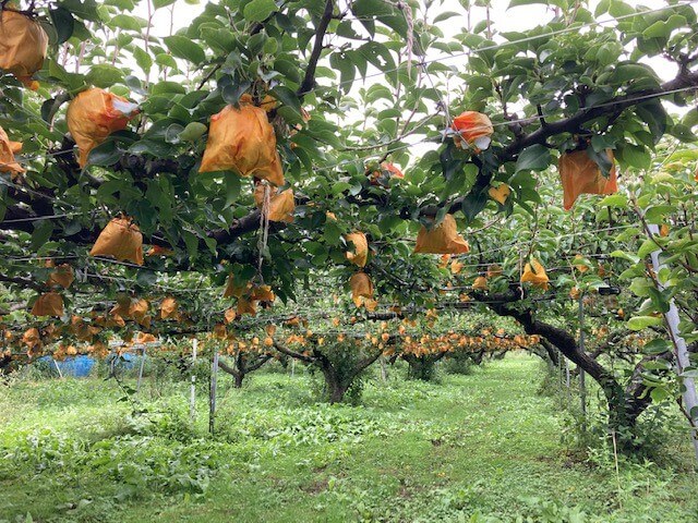Pear Picking Tango Kingdom Fruit Garden - Visit Kyotango