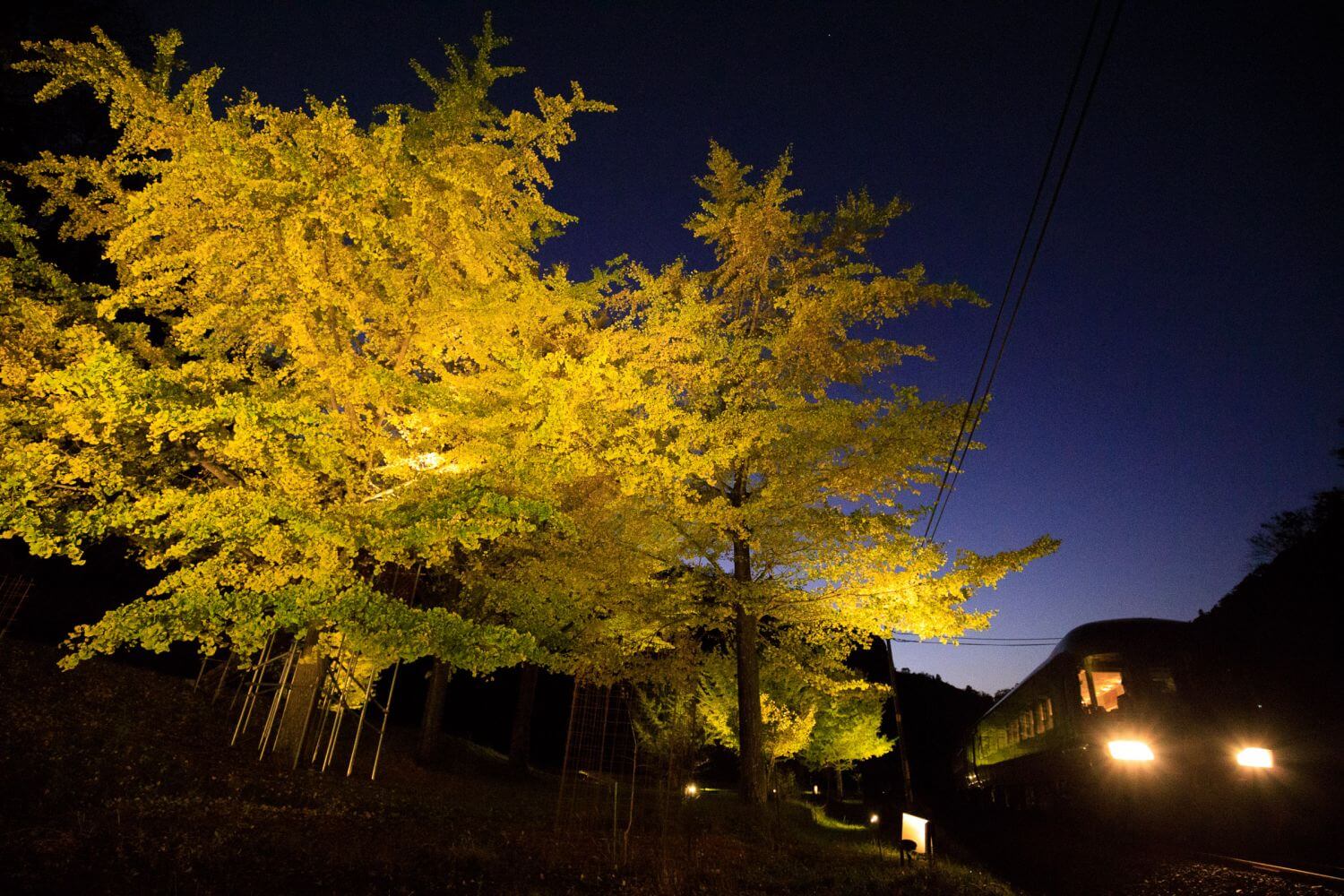 Hippara Pass - Giant Ginkgo Tree Illumination - Visit Kyotango